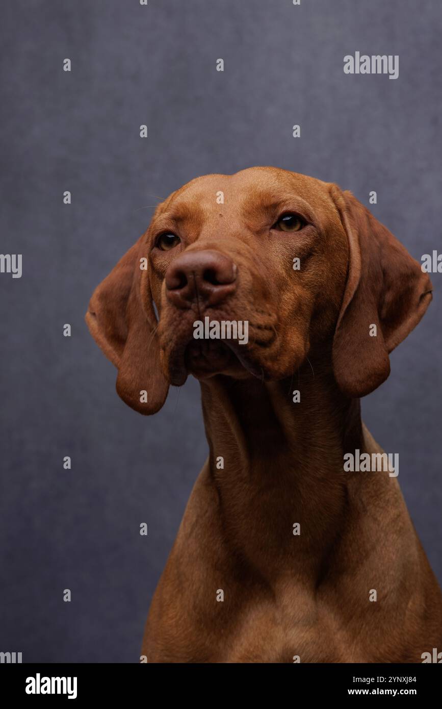 Russet gold hungarian vizsla headshot against dark grey studio backdrop ...