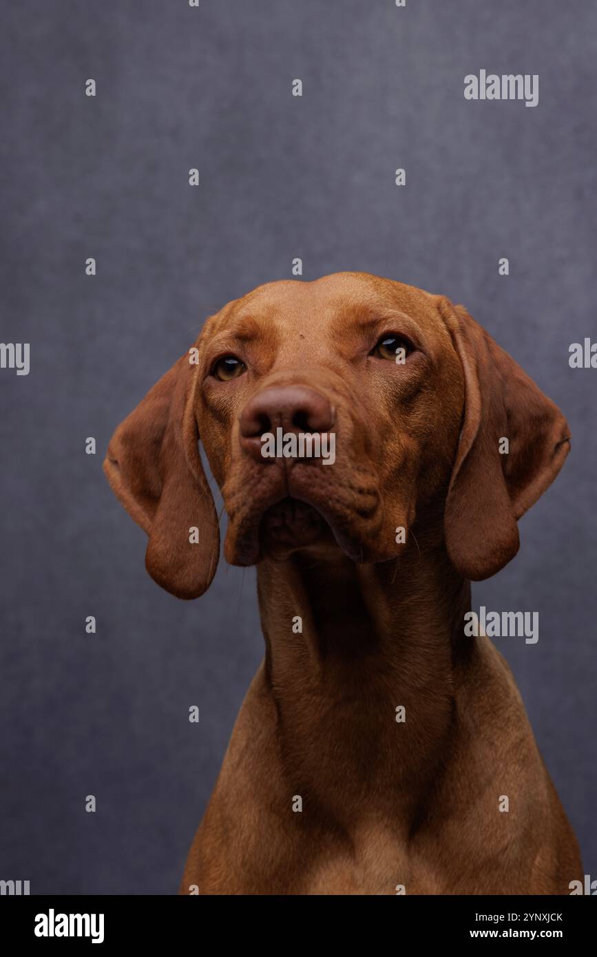 Russet gold hungarian vizsla headshot against dark grey studio backdrop ...