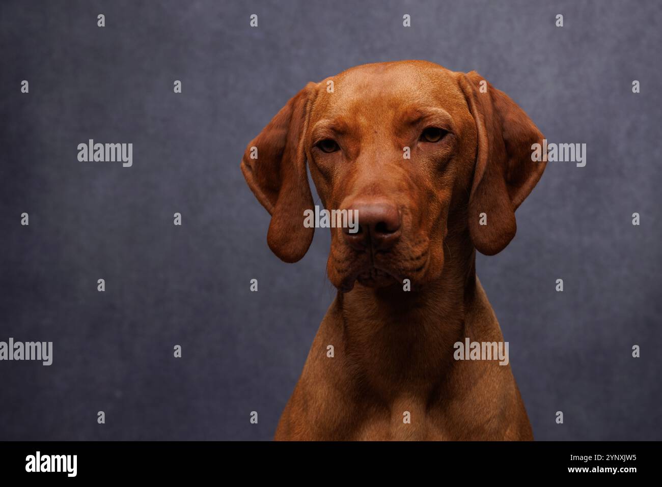 Russet gold hungarian vizsla headshot against dark grey studio backdrop ...