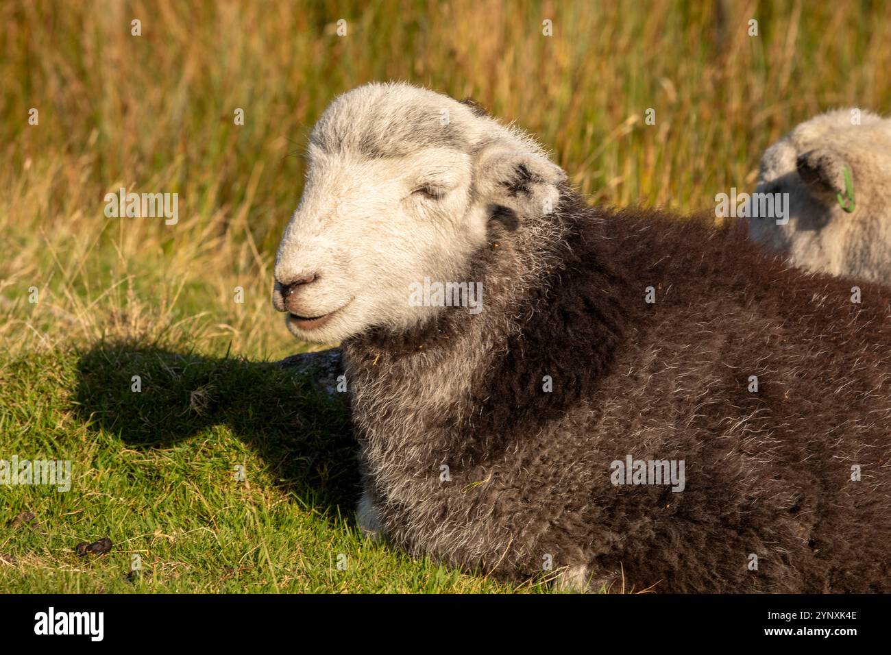 Hardy sheep breed hi-res stock photography and images - Alamy