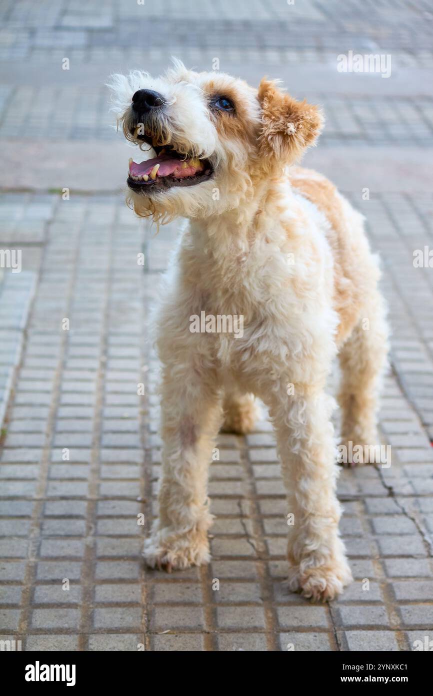 Wire fox terrier dog standing on a tile pavement, with curly coat and ...