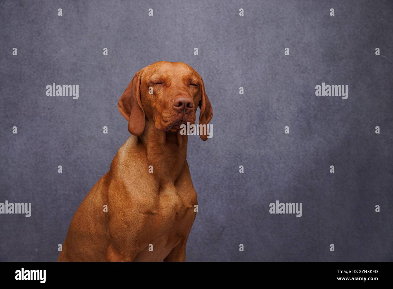 Russet gold hungarian vizsla headshot against dark grey studio backdrop ...