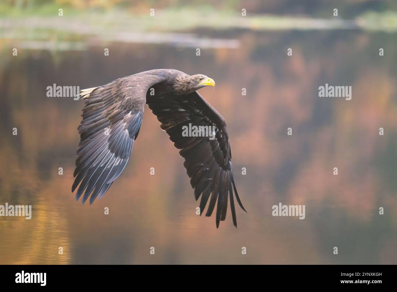 Wildlifeseaeagle hi-res stock photography and images - Alamy