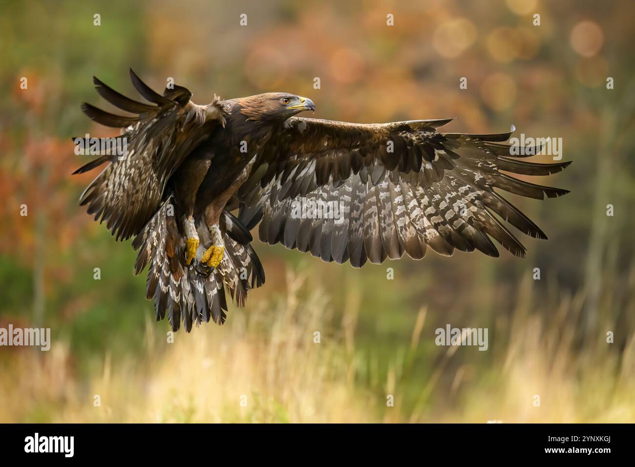 Eagleflightpath hi-res stock photography and images - Alamy