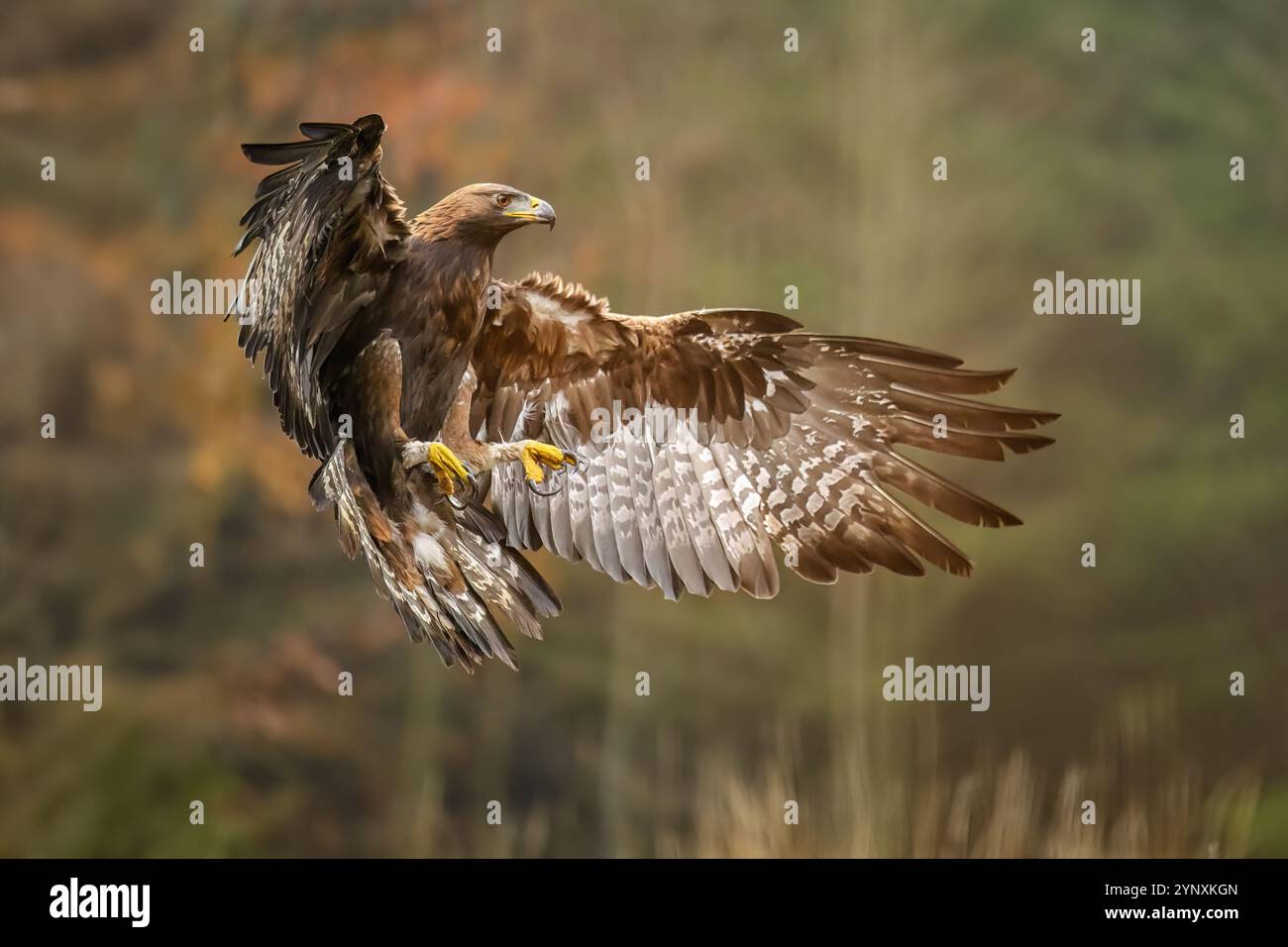 Eagleflightpath hi-res stock photography and images - Alamy