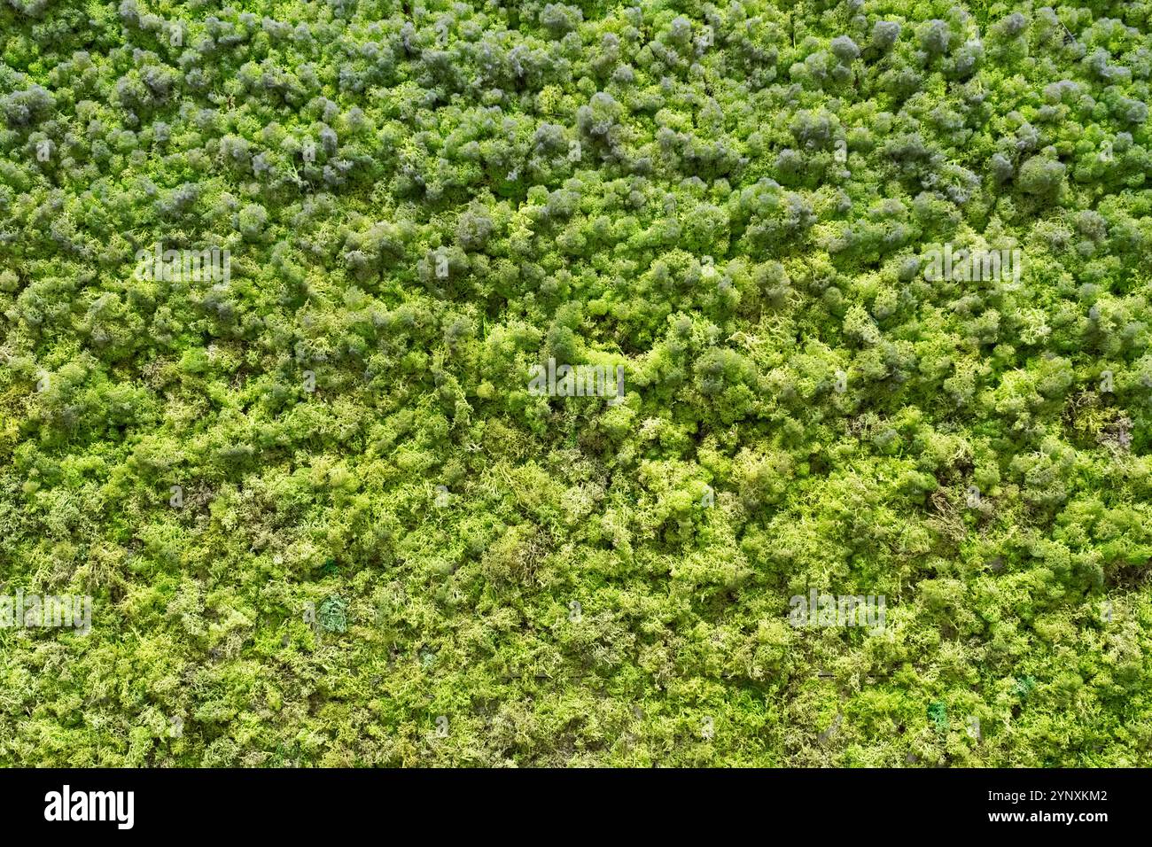 Green moss wall, photo background texture, wallpaper Stock Photo - Alamy