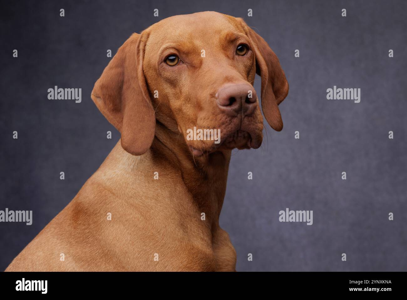 Russet gold hungarian vizsla headshot against dark grey studio backdrop ...