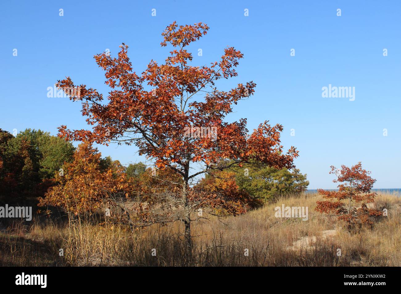 Black oak tree with red leaves on a dune in autumn with Lake Michigan ...
