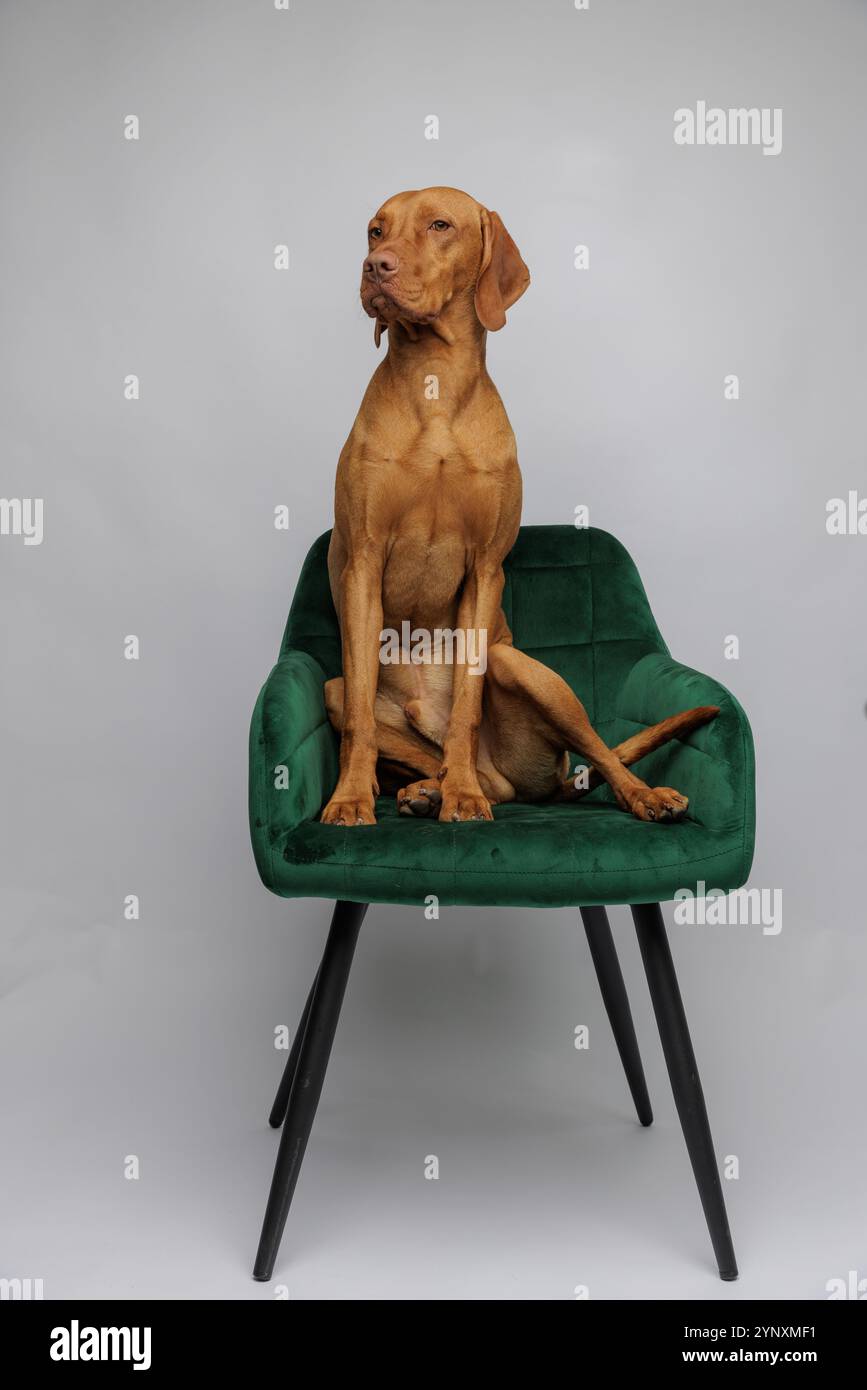 russet gold coloured hungarian vizsla puppy sitting on green velvet ...
