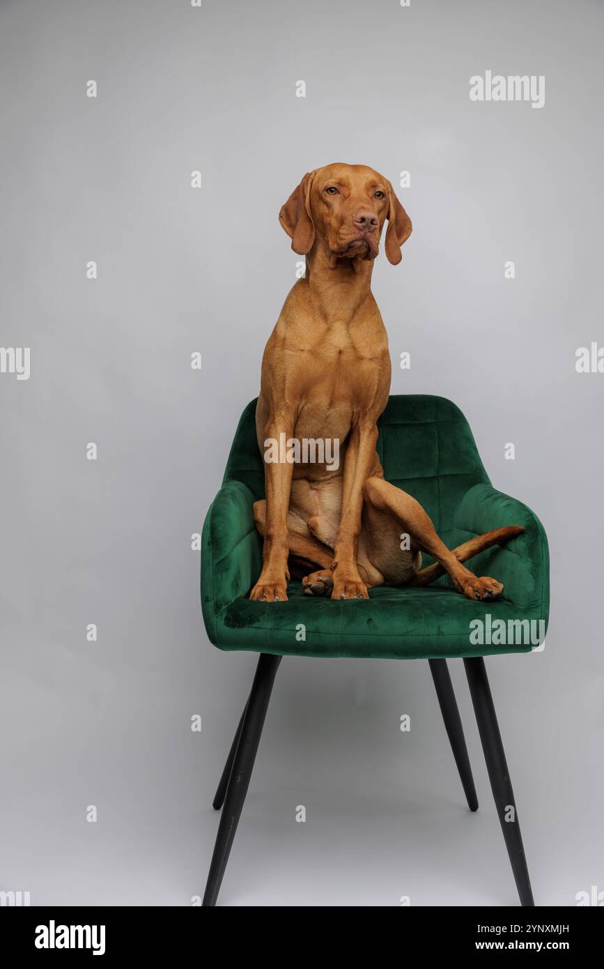 russet gold coloured hungarian vizsla puppy sitting on green velvet ...