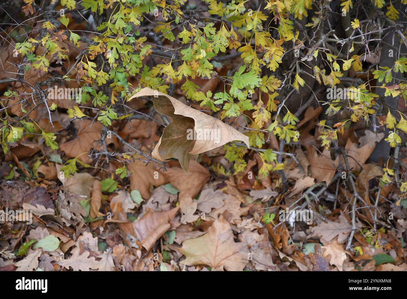 Nemch hi-res stock photography and images - Alamy