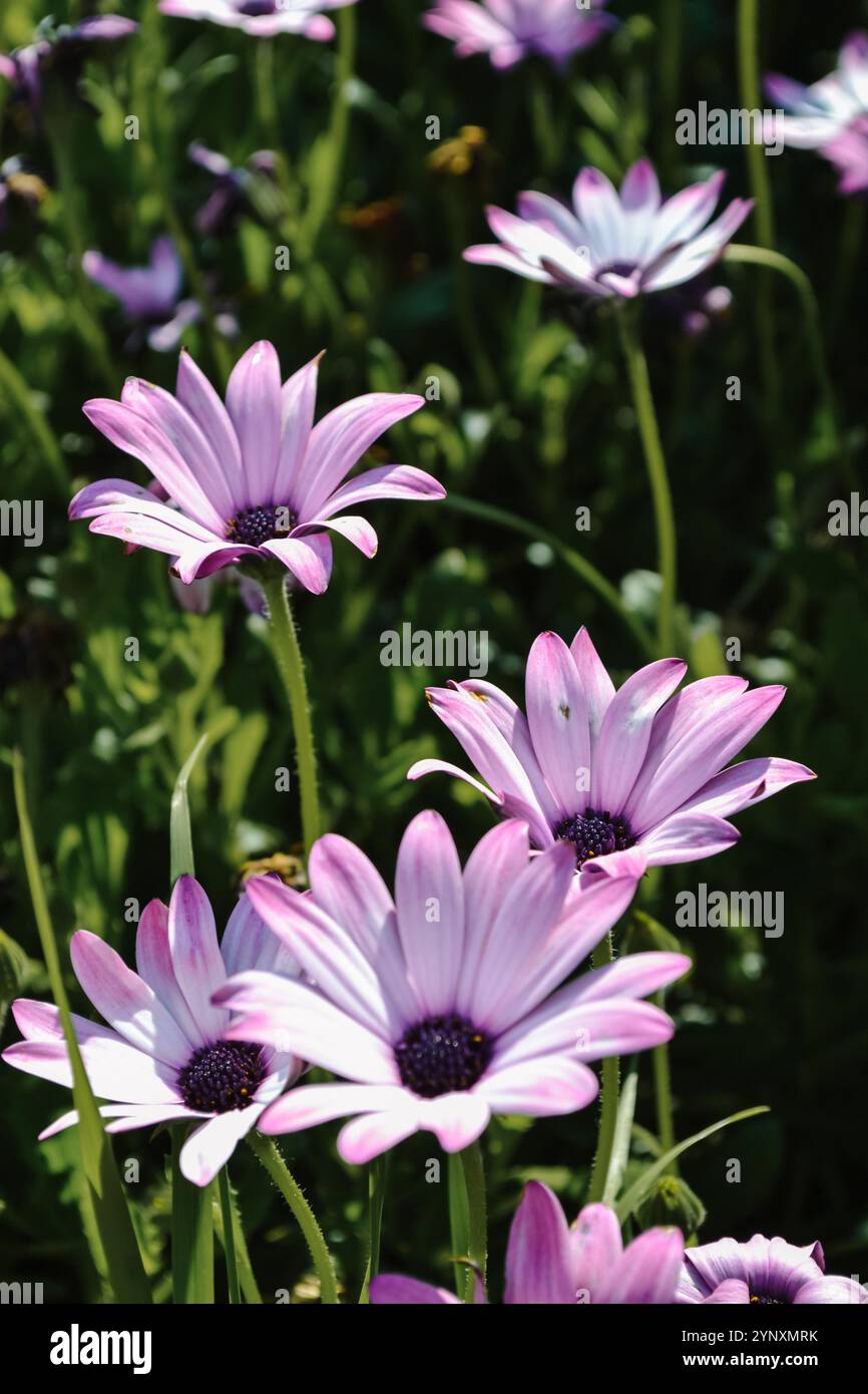 African Daisies naturally grown in English garden in the south of ...