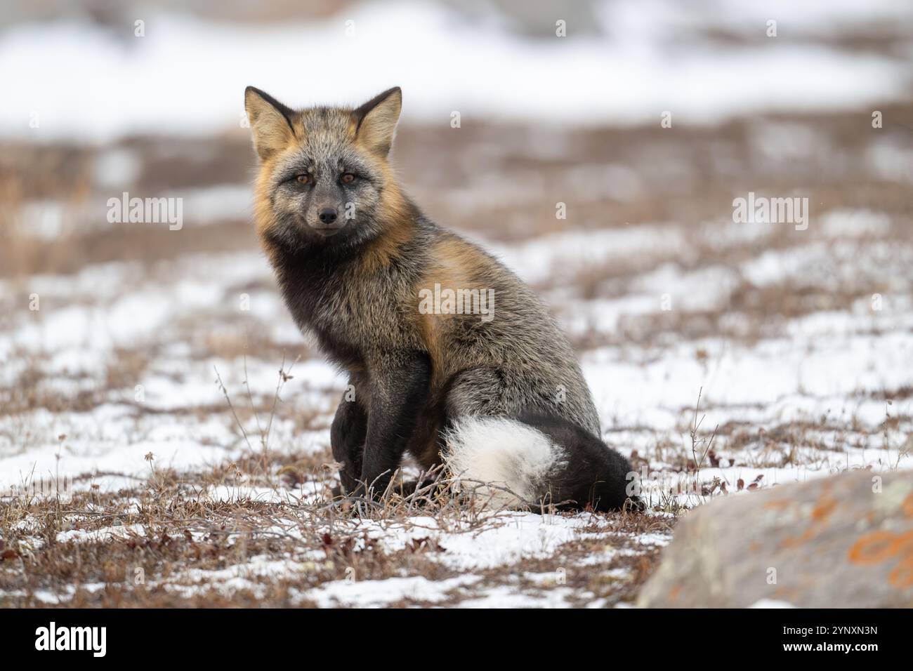 Cross Fox sitting on snow covered ground along the Hudson Bay Stock ...