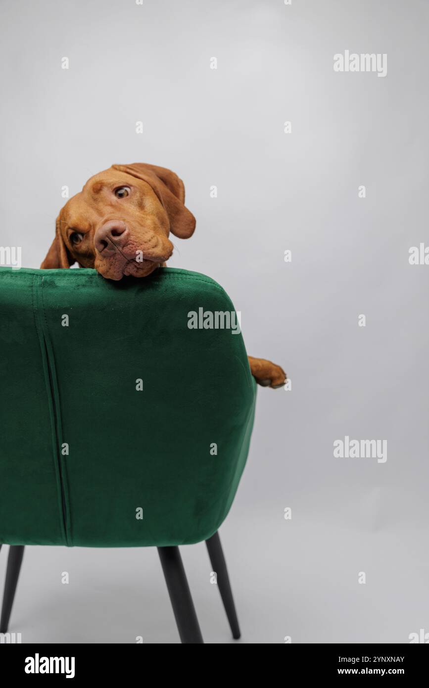 russet gold coloured hungarian vizsla puppy sitting on green velvet ...