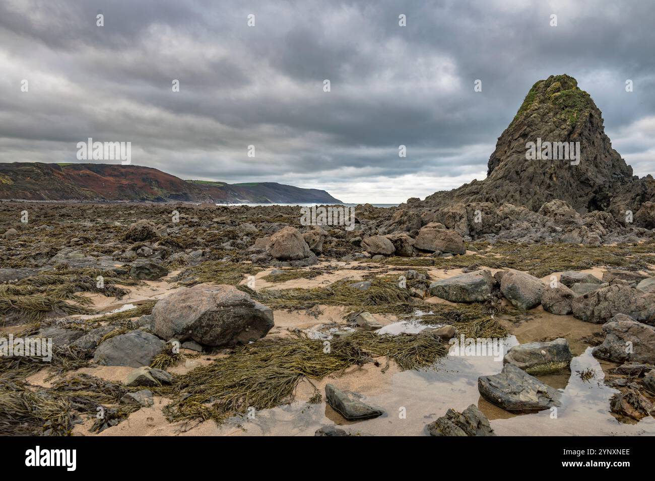 Black rock standing tall on Widemouth Bay beach surrounded by hunndreds ...