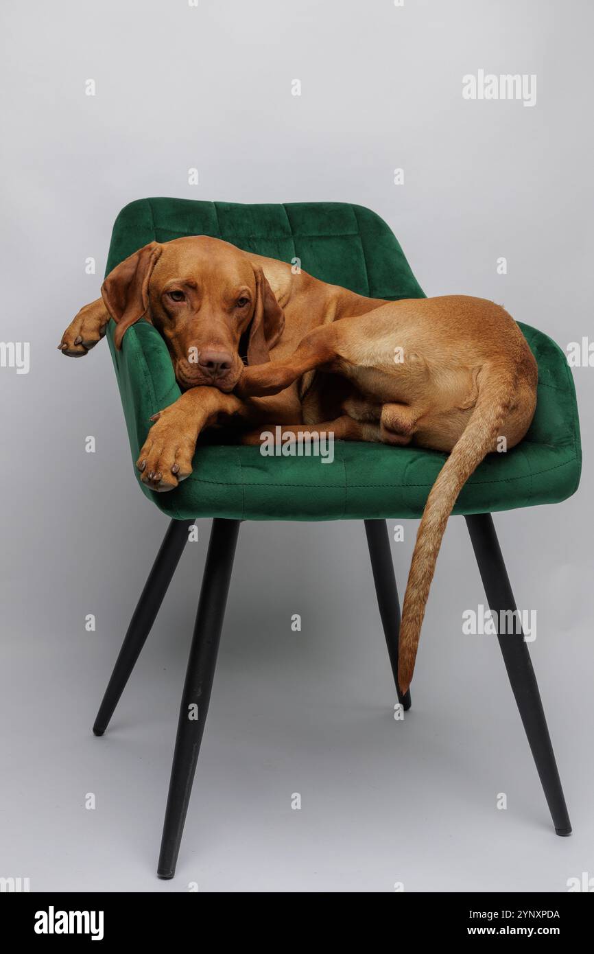 russet gold coloured hungarian vizsla puppy sitting on green velvet ...
