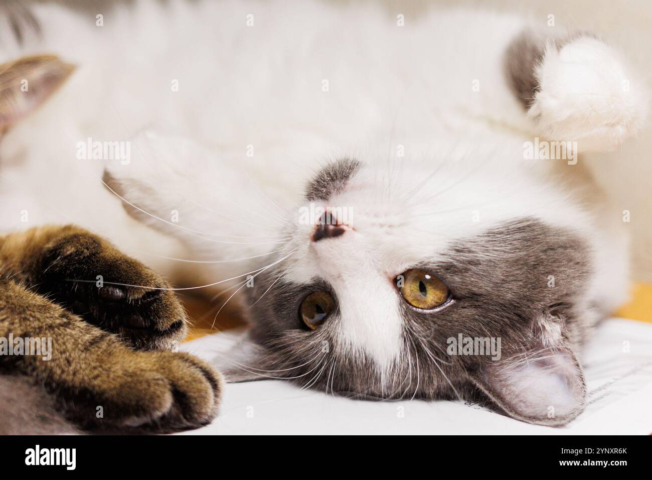 Two affectionate cats, a tabby and a gray-and-white feline, enjoying a ...