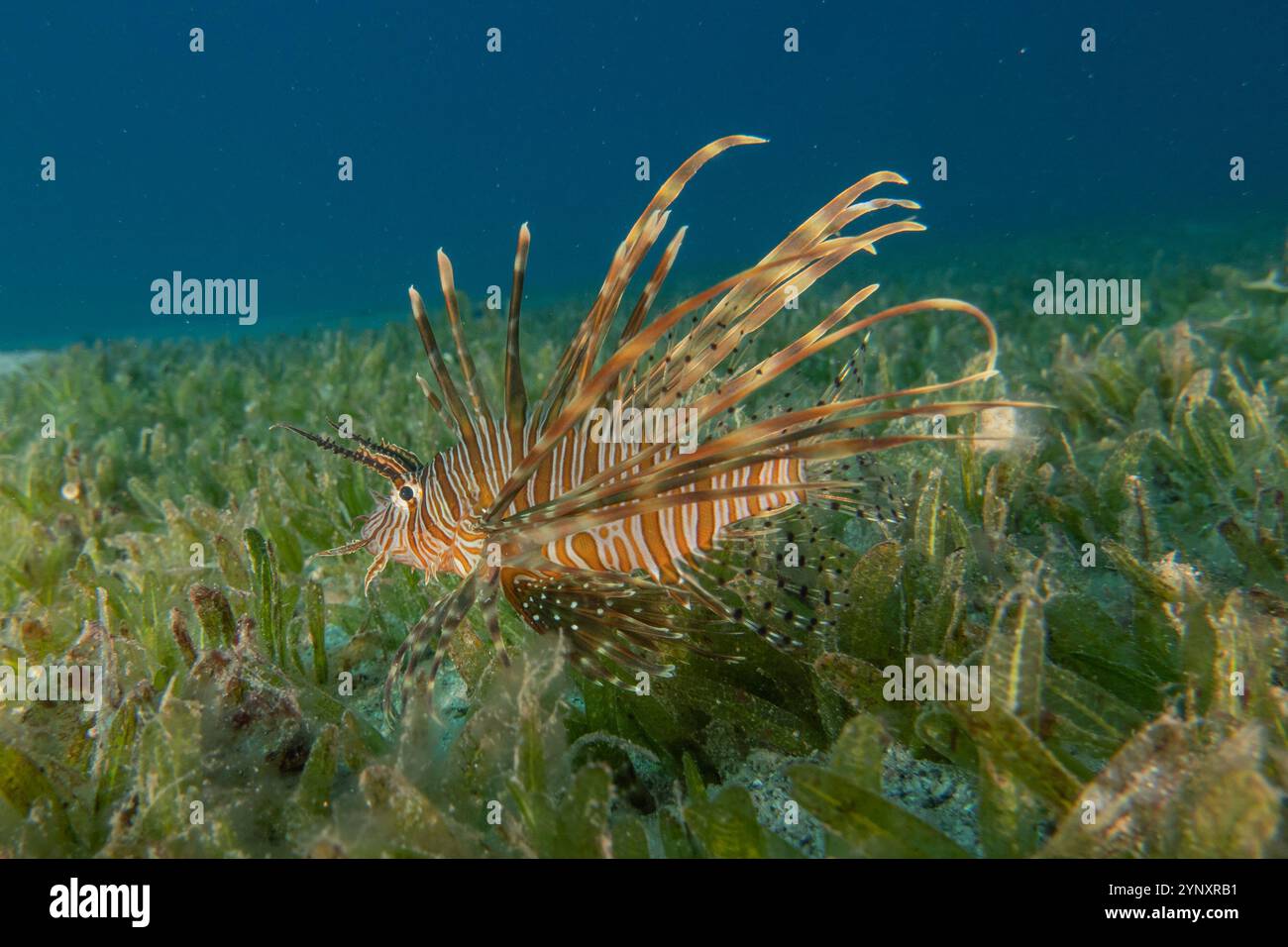 Lionfish (Pterois miles) in the Red Sea colorful fish, Eilat Israel ...