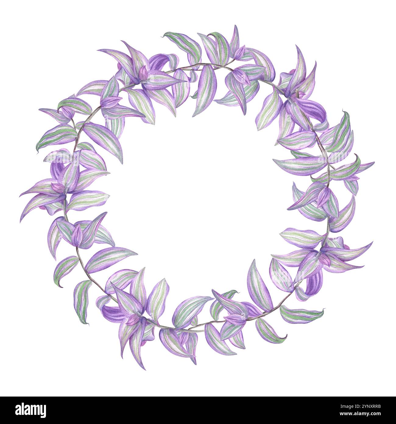 Purple green tradescantia branches watercolor wreath. Tropical ...