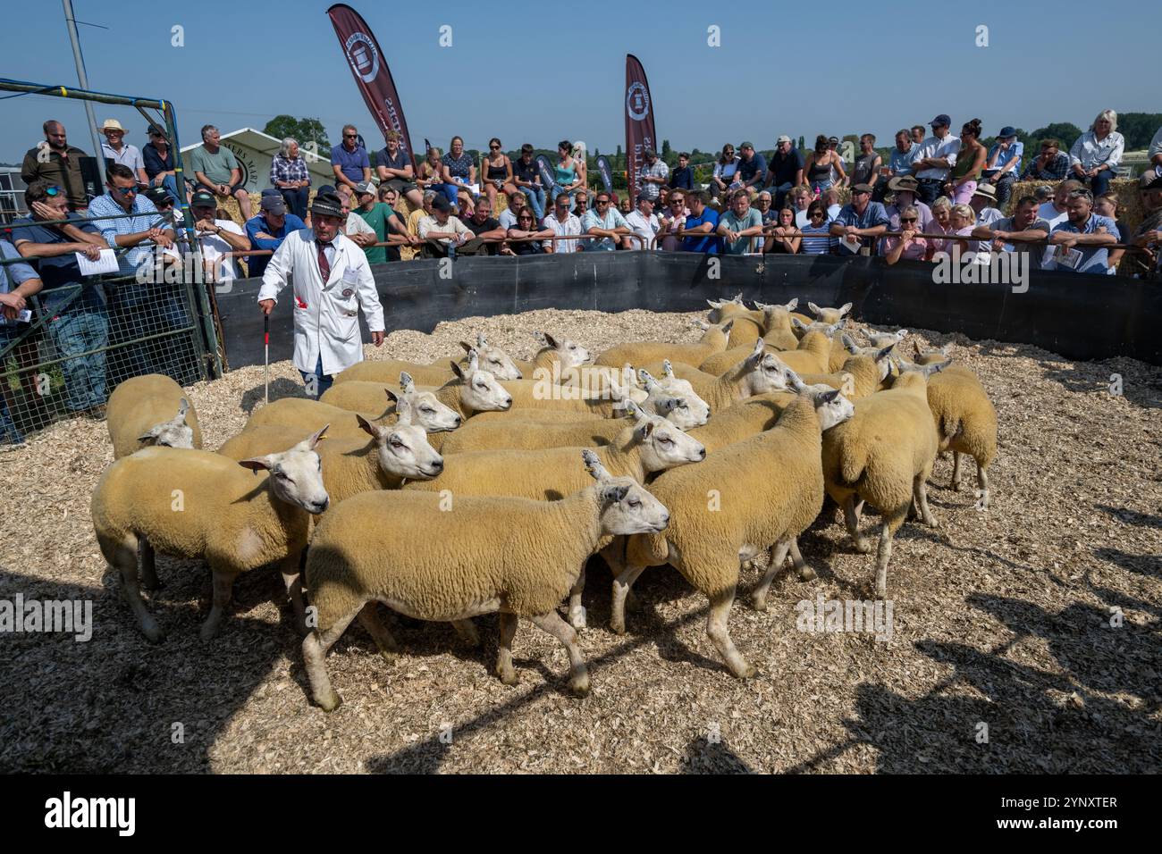 Thame sheep fair, a two day sale of breeding ewes, held annually ...