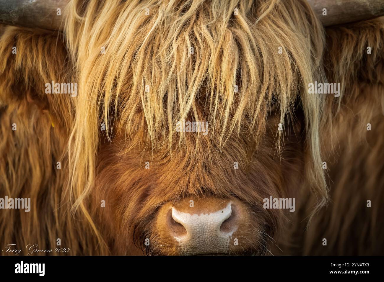 beautiful portrait of a highland cow Stock Photo - Alamy