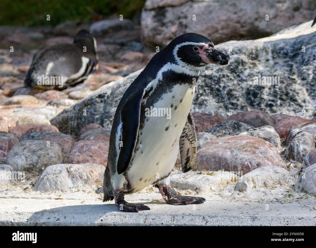 A penguin strolls along a rocky path near a water feature in a wildlife ...