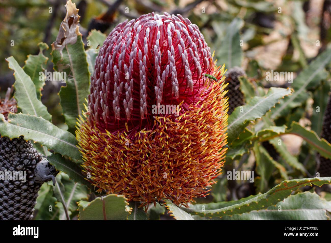 Firewood Banksia (Banksia menziesii), Western Australia, lateral view ...