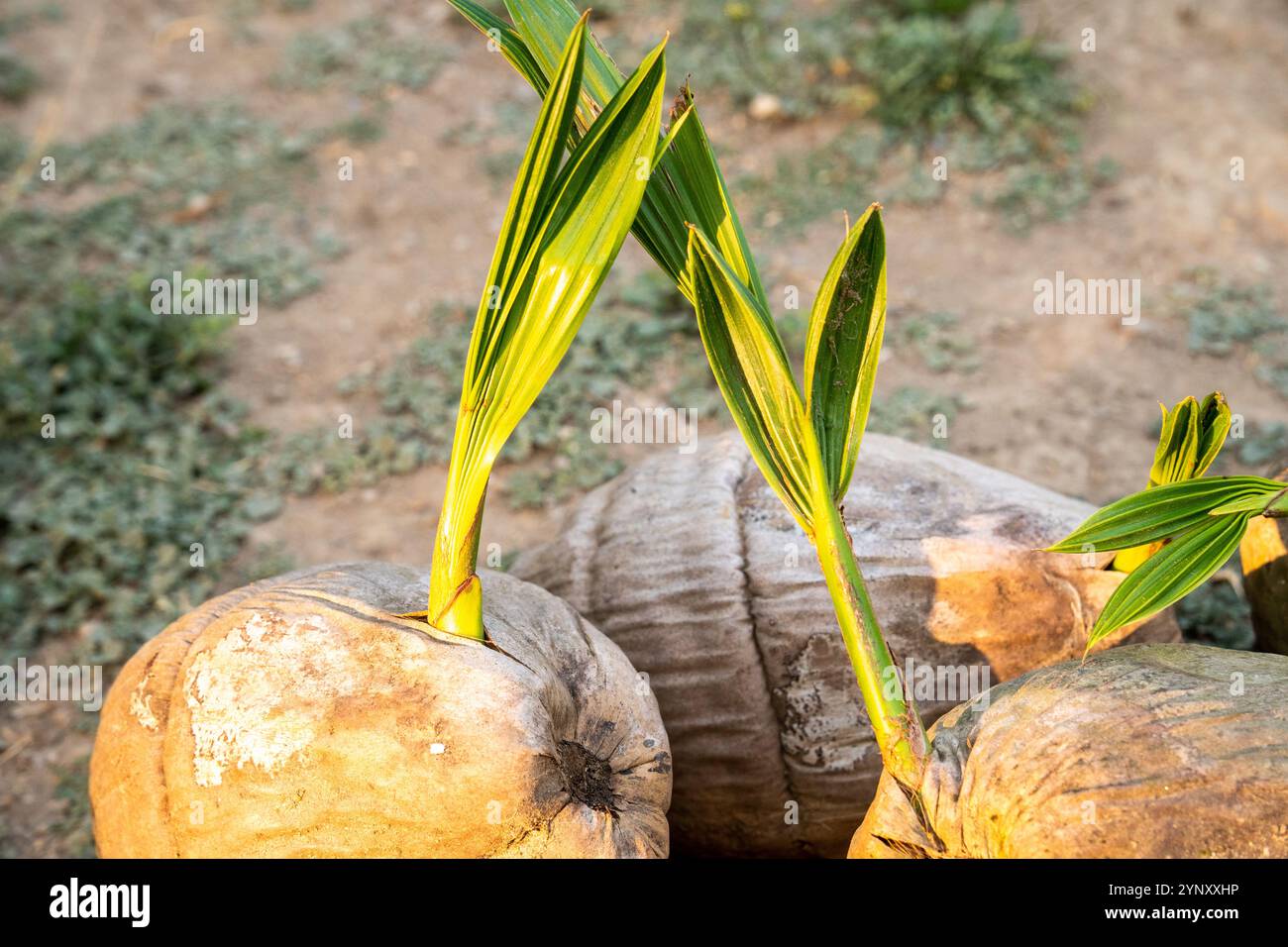 Palm tree branches coconuts hi-res stock photography and images - Alamy