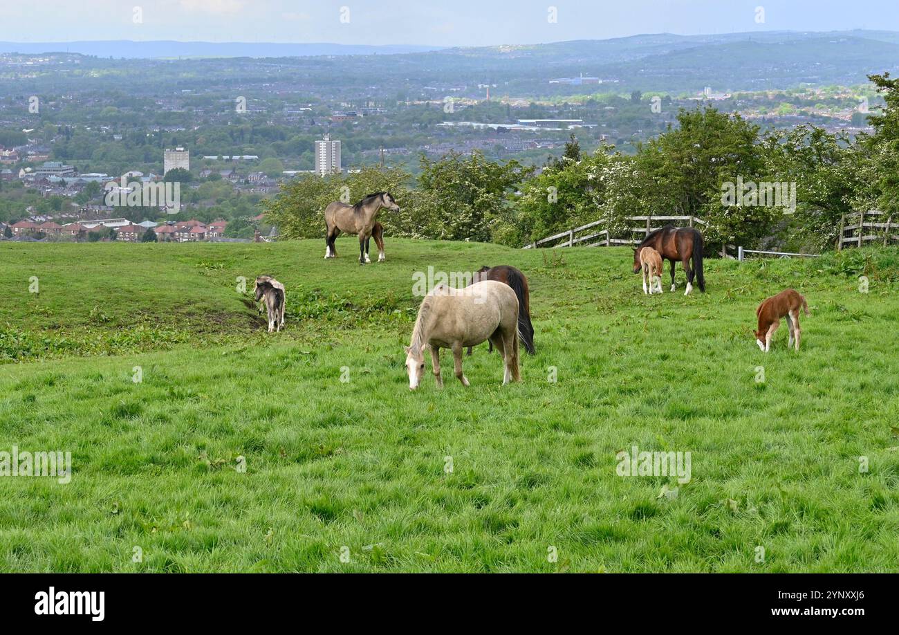 Beautiful image of horses and young foals in a field at Werneth Low ...