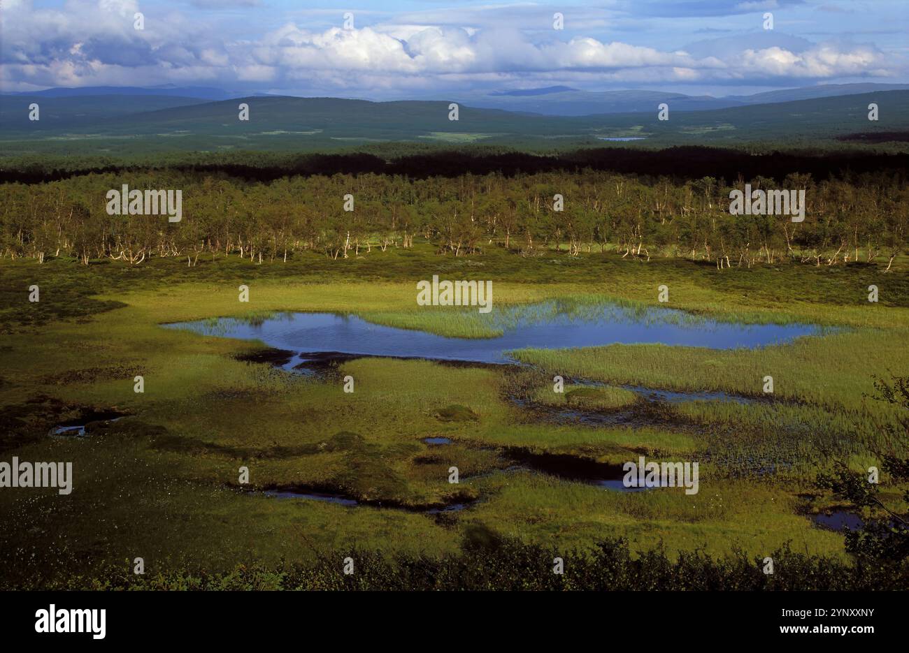 Marshland beside the King´s Trail, Sweden. Forest and hills in the ...