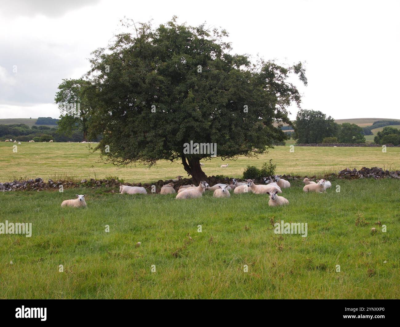 Domesticated over 2000 years hi-res stock photography and images - Alamy