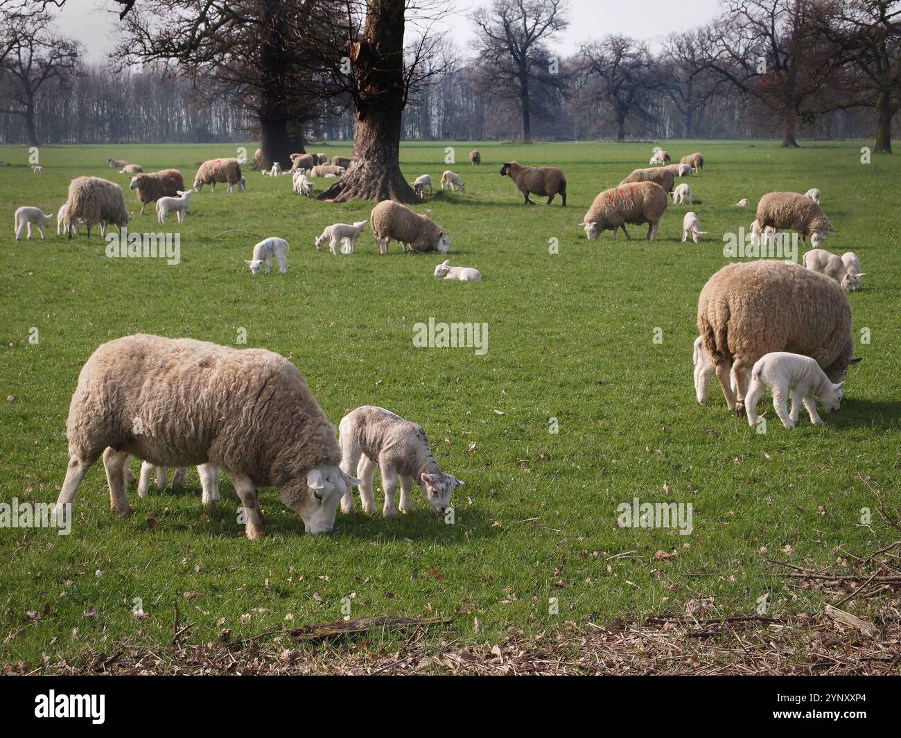 Lots of sheep and lambs grazing in the parkland of a Historic Mansion ...