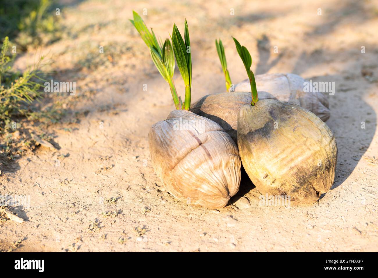 Palm tree branches coconuts hi-res stock photography and images - Alamy