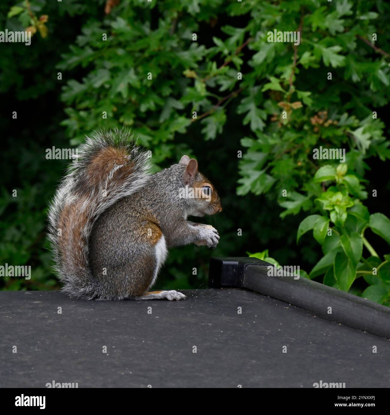 A side view of Sciurus carolinesis, a Grey squirrel, feeding. It's ...