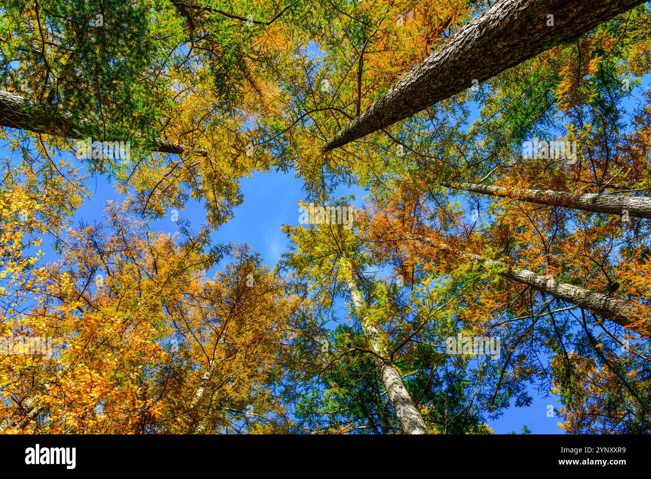 Forest background. Vibrant color tree,Nature change Yellow leaves in ...