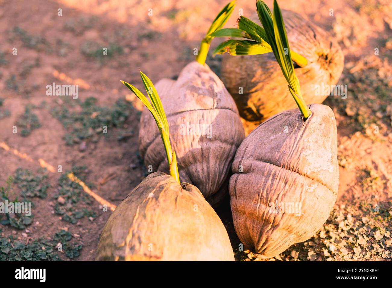 Sprouted coconut, coconut seeds, coconut tree growing in a coconut tree ...