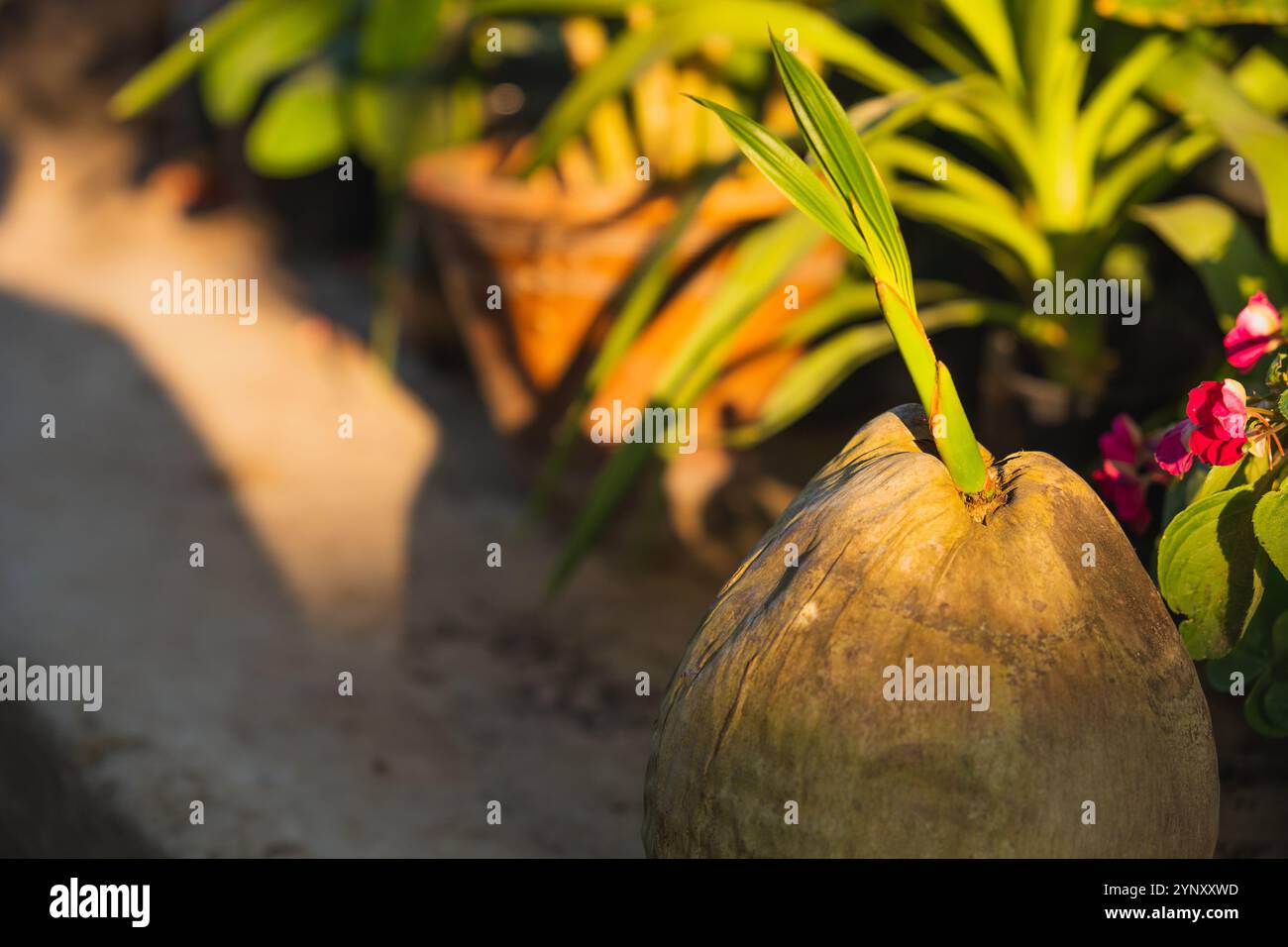 Coconut palm tree seedling hi-res stock photography and images - Alamy