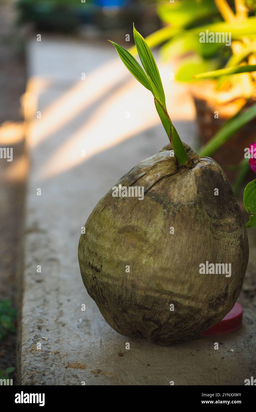 Sprouted coconut, coconut seeds, coconut tree growing in a coconut tree ...
