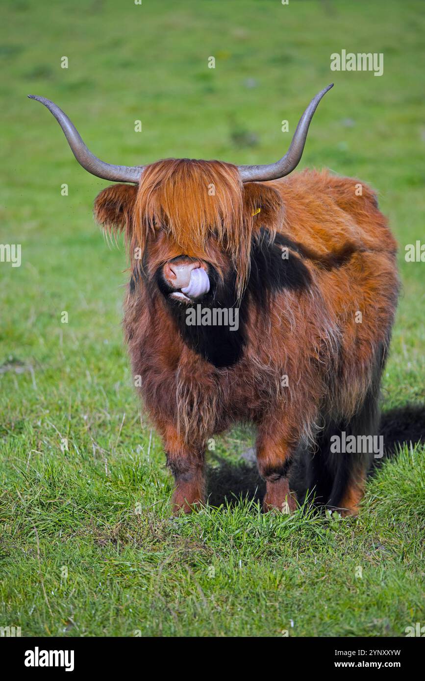 Highland bull, Scottish breed of rustic cattle picking nose with tongue ...
