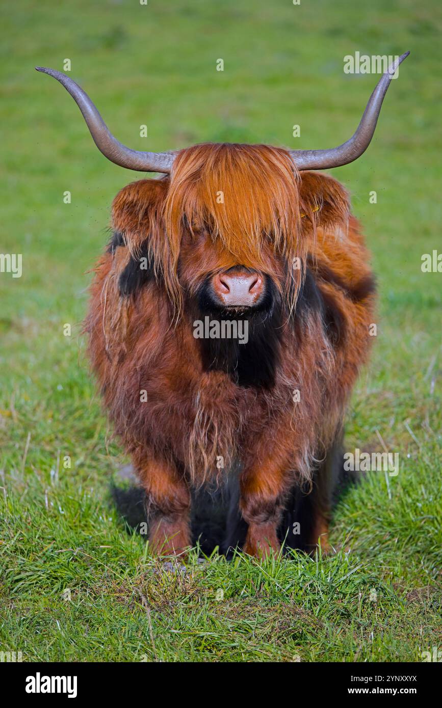 Highland bull, Scottish breed of rustic cattle originated in the ...