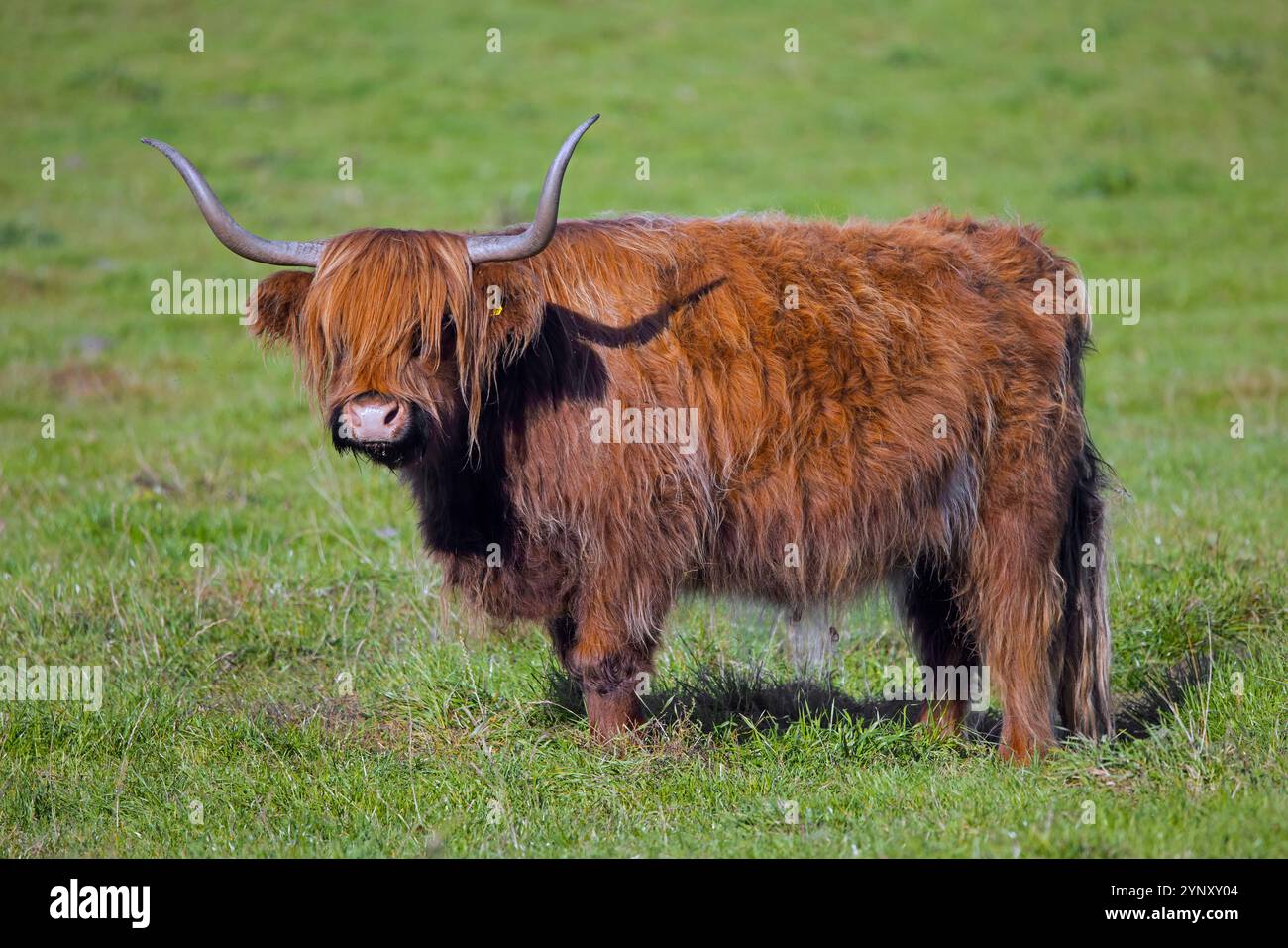 Highland bull, Scottish breed of rustic cattle originated in the ...