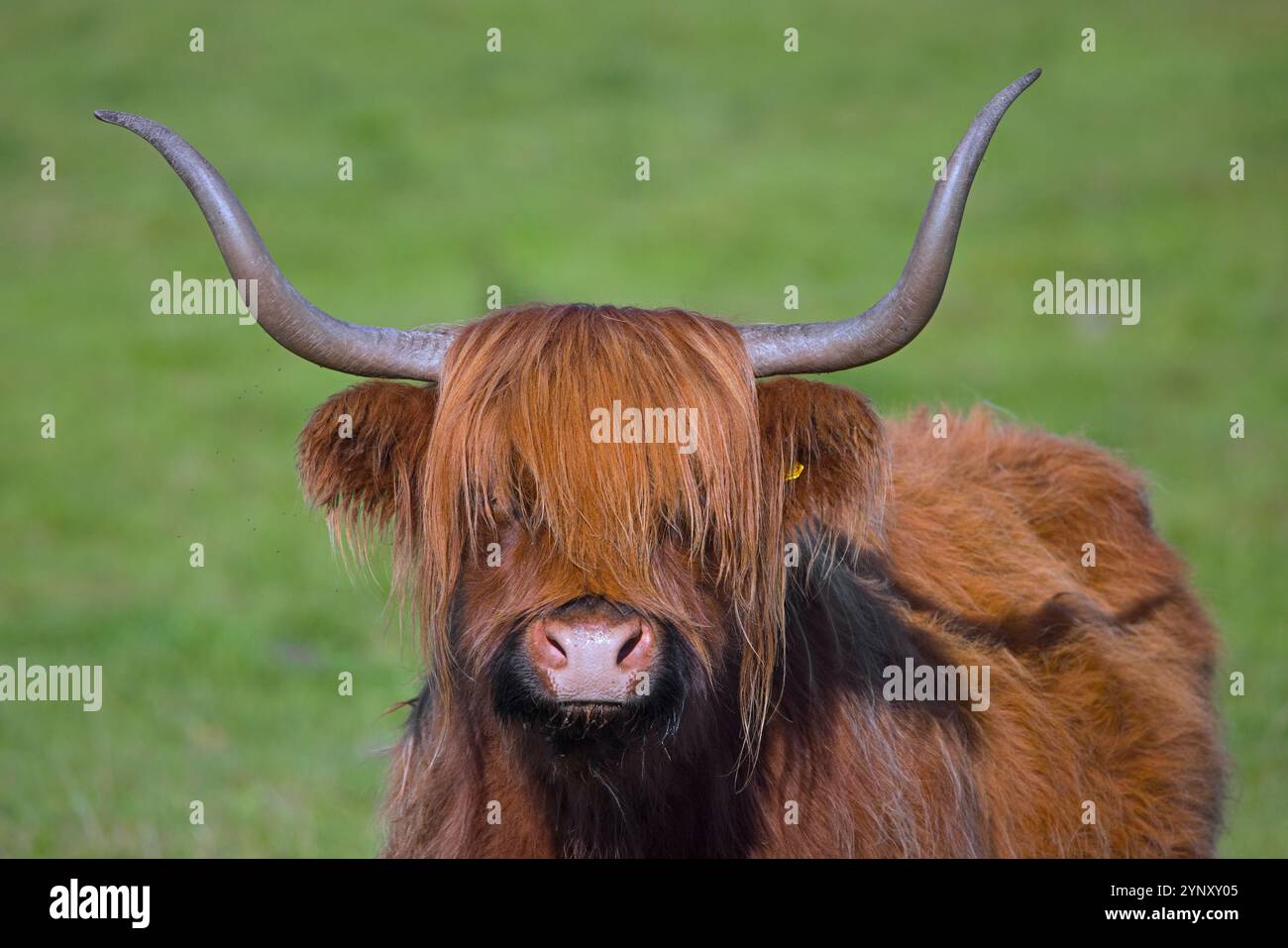 Highland bull, Scottish breed of rustic cattle originated in the ...