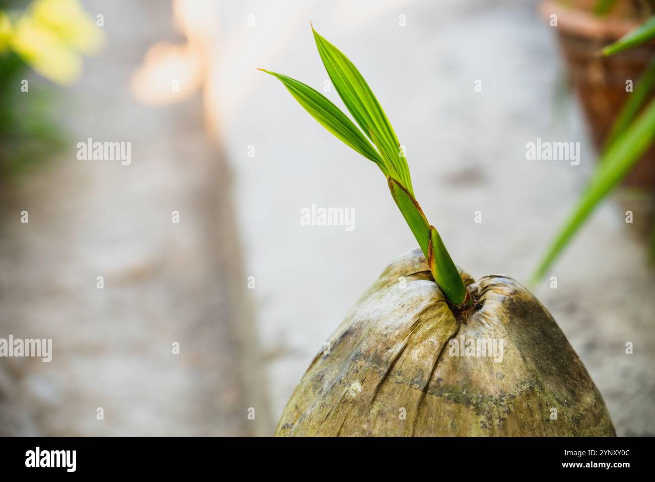 Sprouted coconut, coconut seeds, coconut tree growing in a coconut tree ...