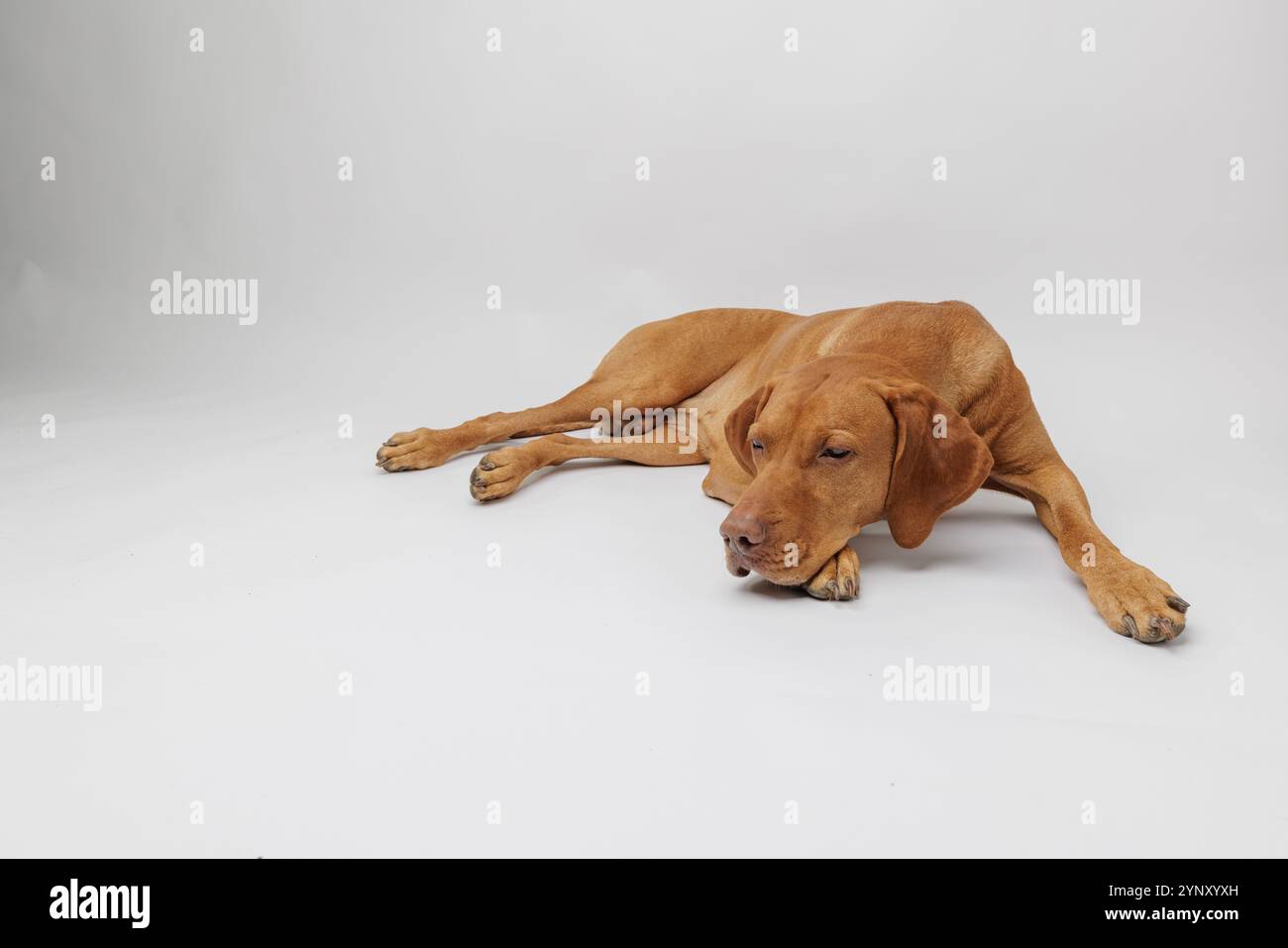 Russet gold coloured hungarian vizsla lying on floor in studio with ...