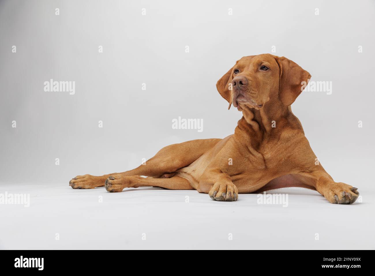 Russet gold coloured hungarian vizsla lying on floor in studio with ...