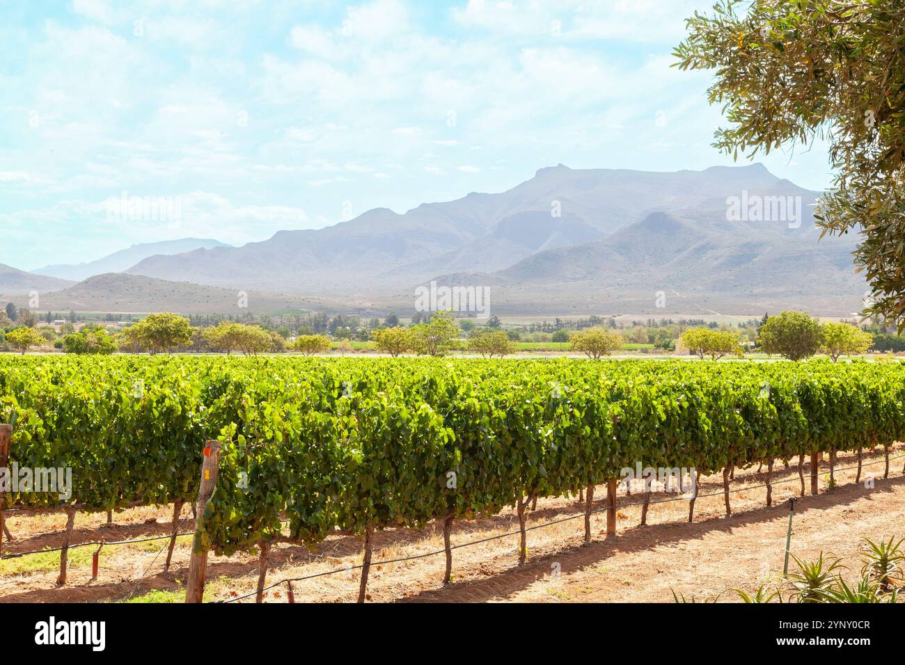 Graham beck estate hi-res stock photography and images - Alamy