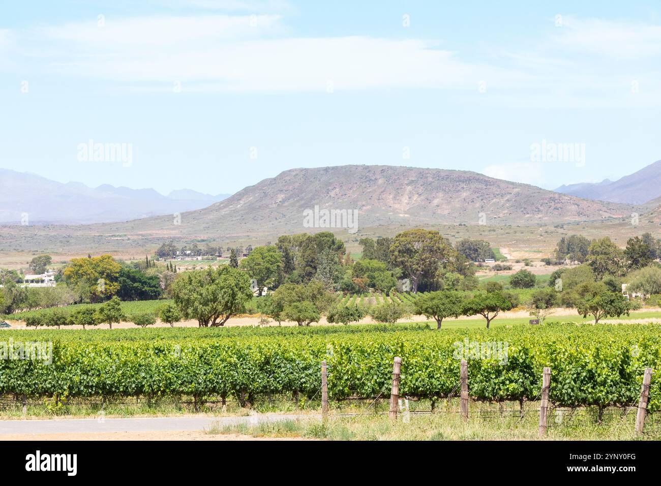 Vineyards on the Graham Beck Estate producing Cap Classique, Robertson ...