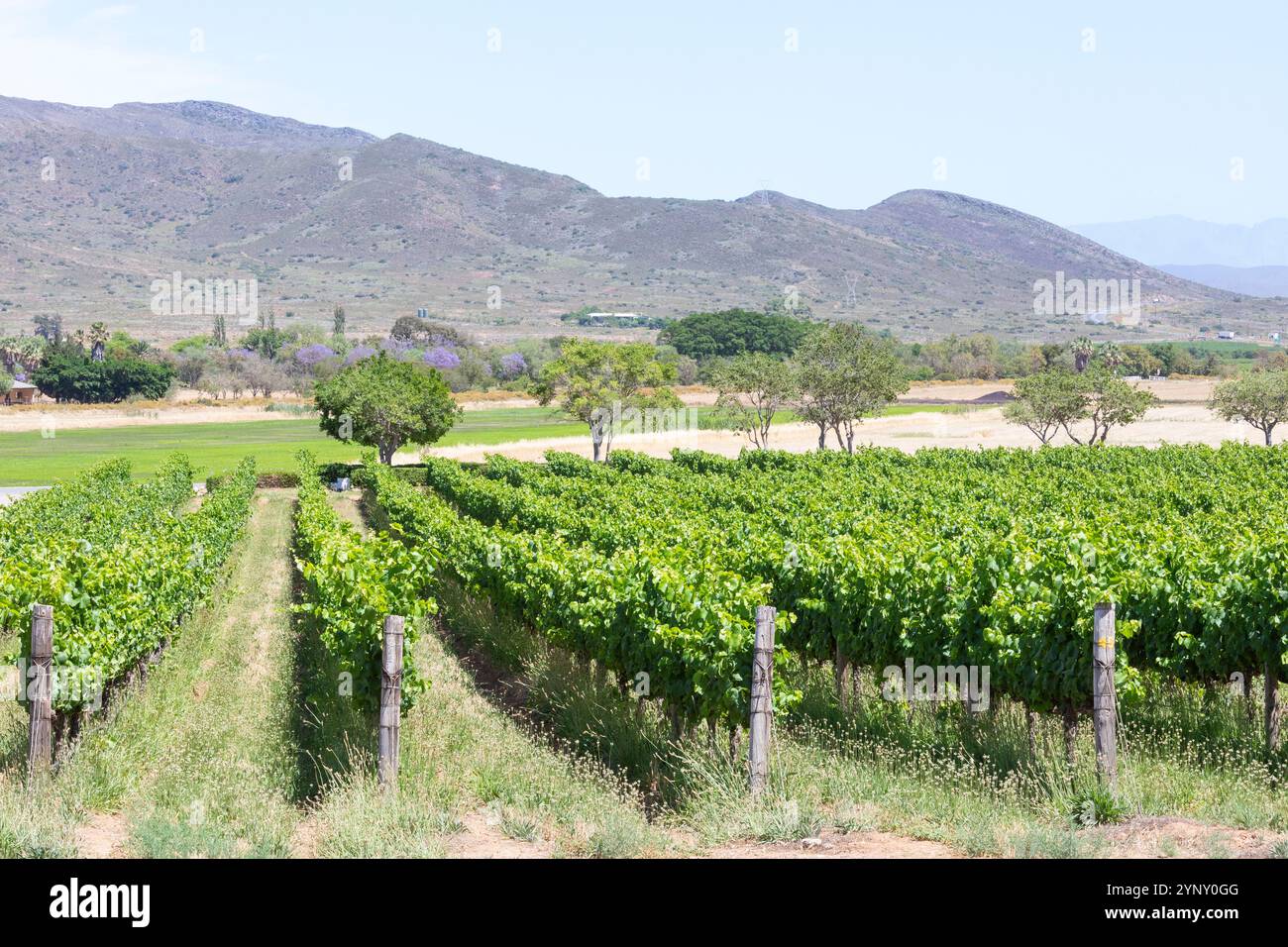 Vineyards on the Graham Beck Estate producing Cap Classique, Robertson ...