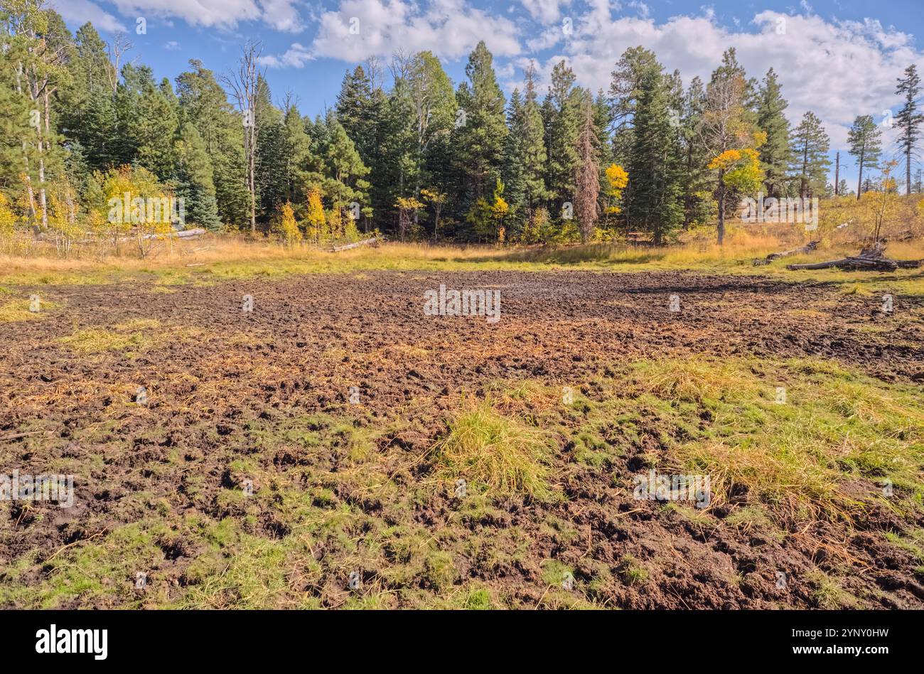 Dry riverbed in Greenland Lake, North Rim, Grand Canyon National Park ...