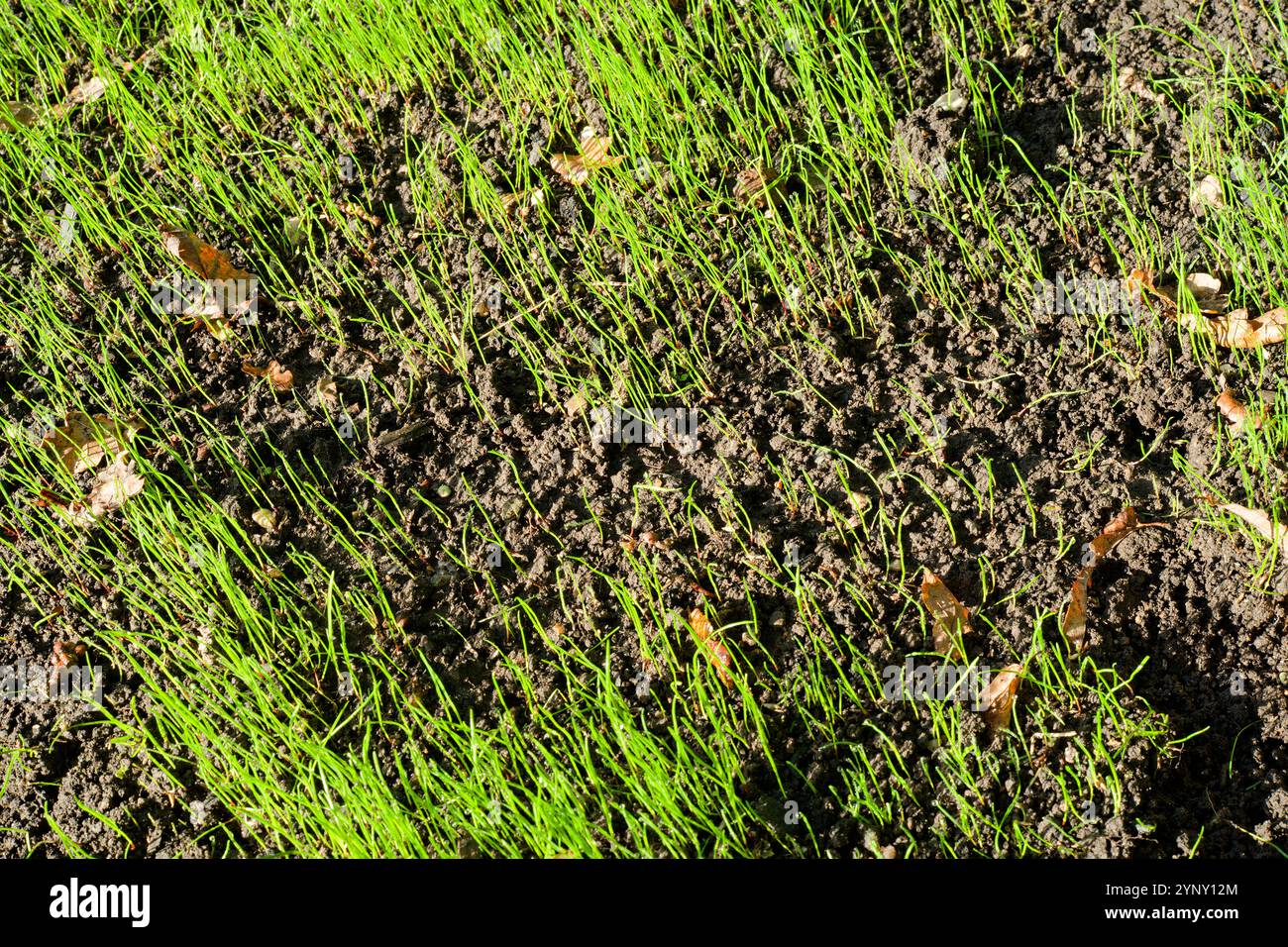 New grass seedlings growing in prepared soil. Verdant green, rapid ...